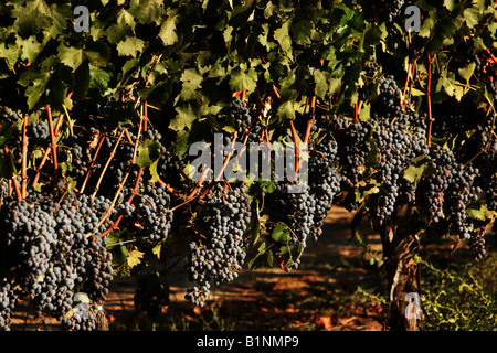 grapes on the vine Temecula California Stock Photo - Alamy