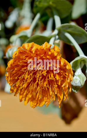 Cabbage tree flower (Dendroseris litoralis). This plant is endemic to ...
