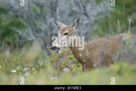 female Huemul Deer (Hippocamelus bisulcus), Torres del Paine NP, Chile ...
