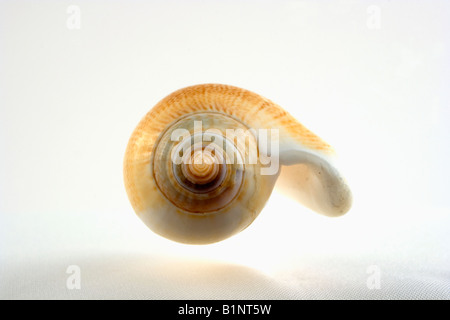Conical Sea Shells Stock Photo - Alamy