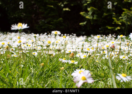 Daisies and grass worm eye view Stock Photo - Alamy