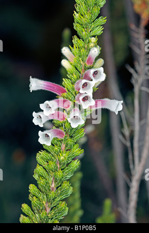 Erica Perspicua Prince Of Wales Heath Mountain Fynbos Ericaceae South ...