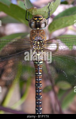 Female Migrant Hawker (Aeshna mixta Stock Photo - Alamy
