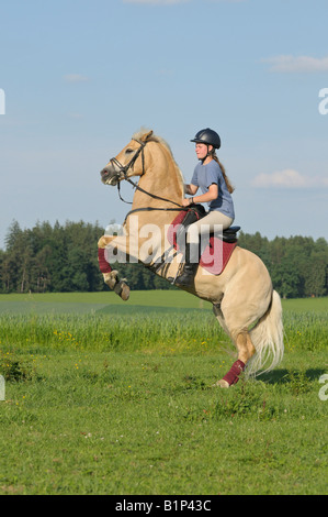Young rider on back of a rearing "Icelandic horse" in winter Stock ...