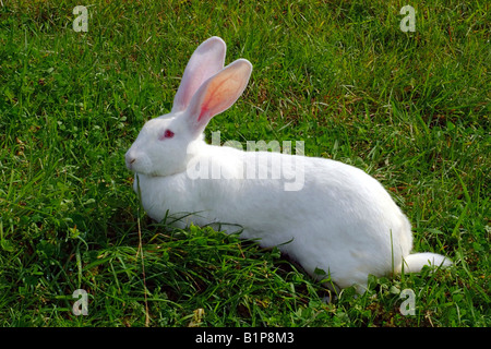 French breed FRANCE RABBIT White Bouscat French breed. FRANCE Stock ...