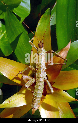 Giant Spiny Stick Insect - on branch - grows to 20cm or more Stock ...