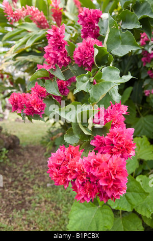 Bouganvilla flower Taveuni Fiji Stock Photo - Alamy