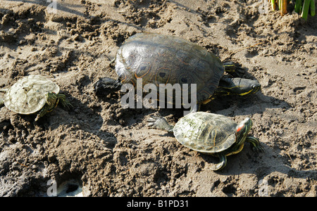 Nicaraguan Slider Trachemys venusta emolli aka Trachemys scripta emolli ...