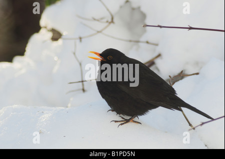 Common blackbird (Turdus merula) male eating red cherries of wild ...