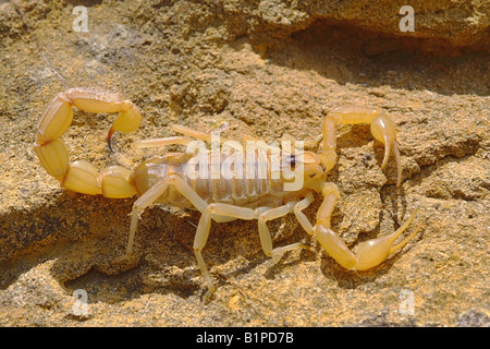 YELLOW SCORPION Buthus occitanus Spain Stock Photo - Alamy