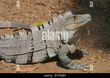 SPINY TAILED IGUANA or BLACK CTENOSAURUS or BLACK IGUANA Ctenosaurus ...