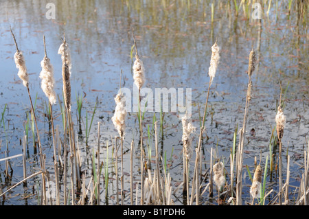 bull rush rushes bullrush bullrushes reeds pond ponds plant plants ...