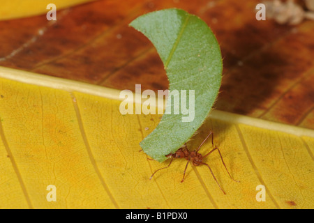 Atta cephalotes LEAF CUTTER ANT carrying leaf section to the nest COSTA ...