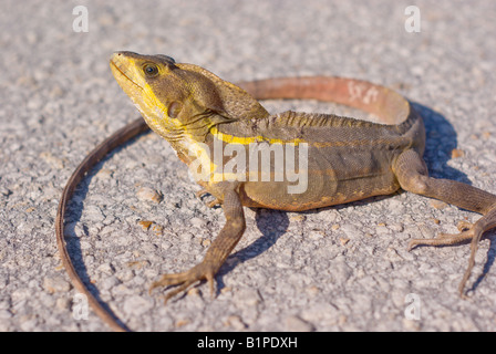 Brown Basilisk Lizard (Basiliscus vittatus) - Green Cay Wetlands ...