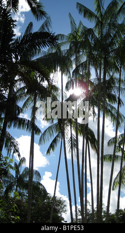 Acai (Euterpe oleracea) is a palm tree native to the Amazon region ...