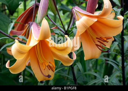 Lilium "African Queen Stock Photo - Alamy