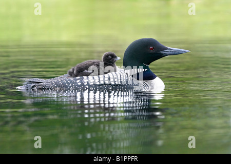 Common Loon with Baby Stock Photo - Alamy