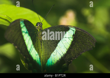 Emerald Swallowtail (Papilio palinurus), native to the Philippine ...