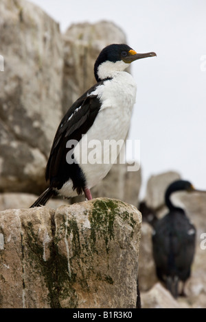 Imperial Shag (Phalacrocorax atriceps albiventer) carrying vegetation ...