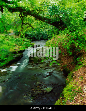 Stream, Kilfane Glen, Co Kilkenny, Ireland Stock Photo - Alamy