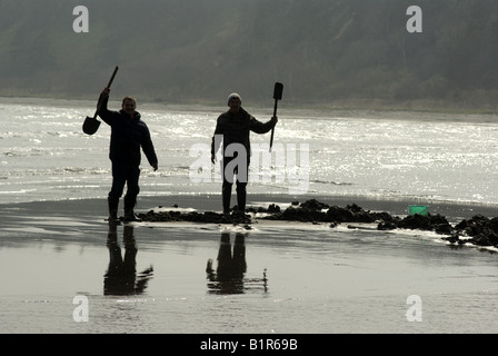 People clam digging in the tidal mud flats of Humboldt Bay, near Eureka ...