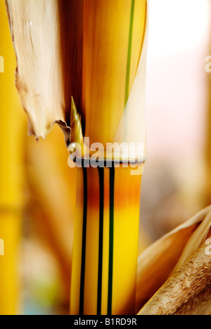 A close up of bamboo plants from Africa in the forest Stock Photo - Alamy