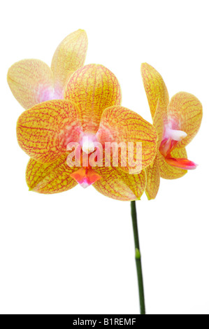 A closeup shot of blooming orchid flowers in the greenery Stock Photo ...