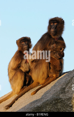Two infant Gelada baboons (Theropithecus gelada) at play. The Gelada is ...