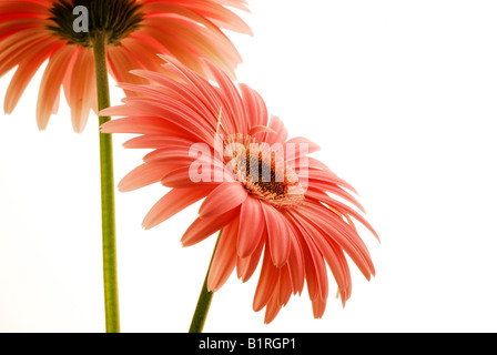A close up shot of two Gerber Daisies Stock Photo - Alamy