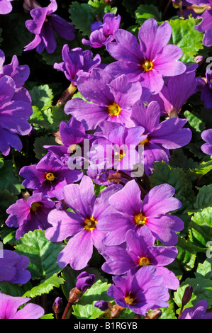 "botany, Primula, "Primula Juliana" (Primula X Juliae), several flowers ...