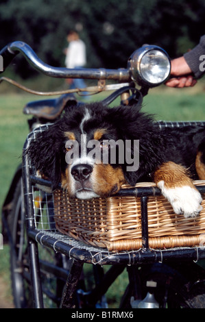 Berner Sennenhund Welpen / Bernese Mountain Dog Puppies Stock Photo - Alamy