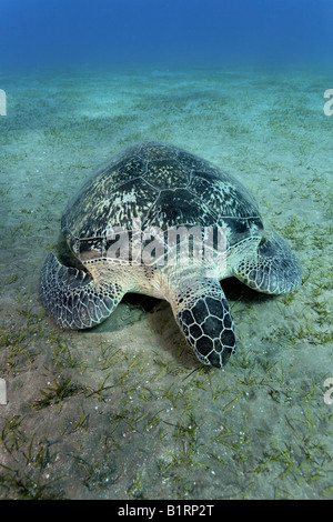 The Hurghada sea front from the Red Sea, Hurghada, Egypt Stock Photo ...