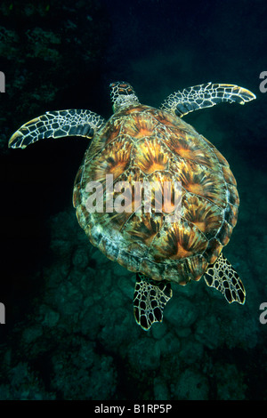 Green turtle swimming above coral reef in Komodo National Park Stock ...