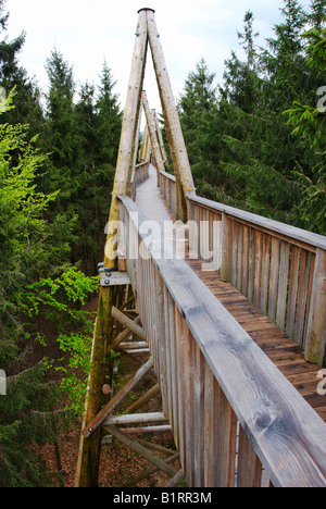 Treetop path or canopy way elevated path going through Hainich National ...