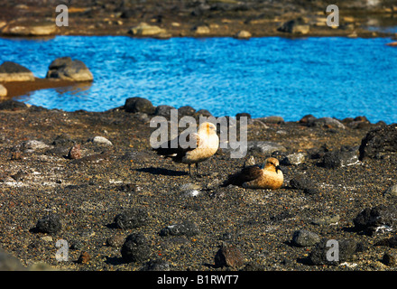 Breeding Skua (Stercorarius antarctica) at a freshwater lake at Cape ...