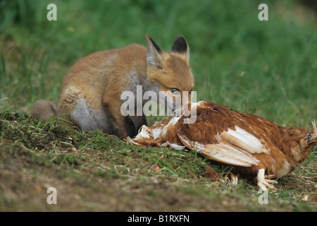 Red Fox (Vulpes vulpes) catching a chicken, prey Stock Photo - Alamy