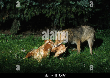 Red Fox (Vulpes vulpes) catching a chicken, prey Stock Photo - Alamy