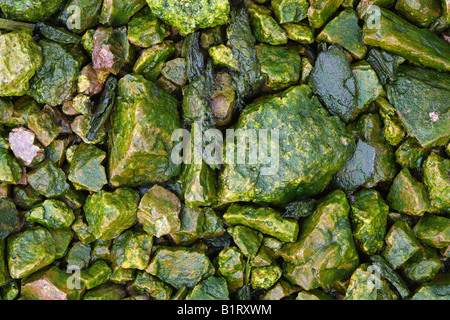 A top view of wet green pebbles on the shore Stock Photo - Alamy
