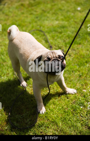 Pug, young, rope, tuging, lawn Stock Photo - Alamy