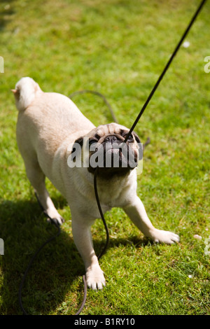 Playful dog pulling rope from woman's hand in nature Stock Photo - Alamy