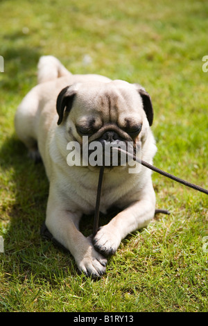 Young pug, pulling a rope on a meadow Stock Photo - Alamy
