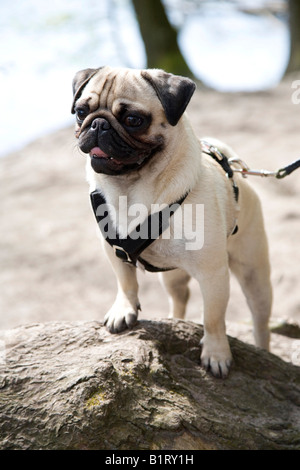 Pug standing up on rock outside in forest Stock Photo - Alamy
