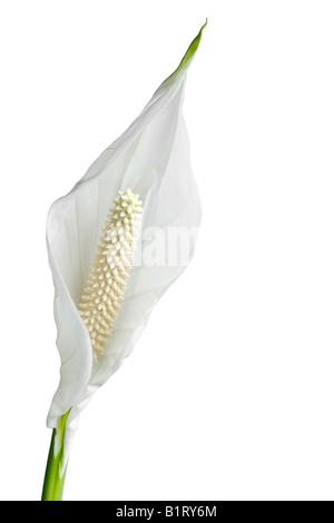 Spathiphyllum, Spath or peace lilies with white beauty bloom in the ...