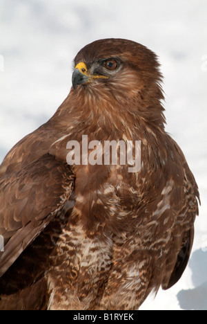 Maeusebussard Bussard buteo buteo European Buzzard Stock Photo - Alamy