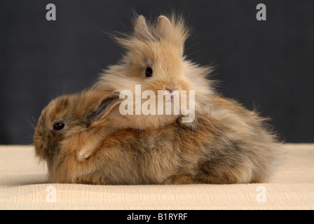 Zwergkaninchen / pygmy bunny Stock Photo - Alamy