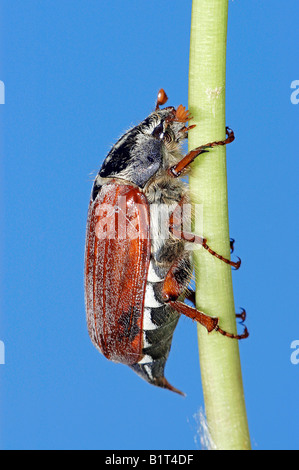 Common cockchafer (Melolontha melolontha), cockchafer, insect, blade of ...