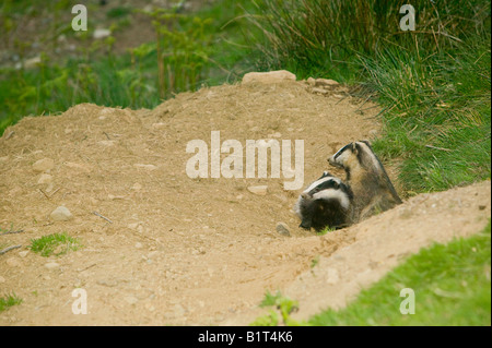 Badger sett or set - the home or den of a badger Stock Photo - Alamy