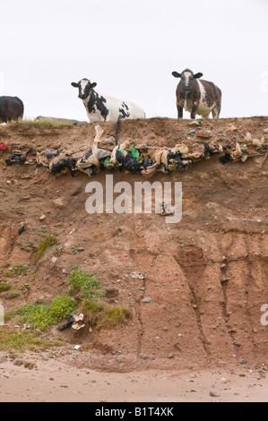 old landfill rubbish revealed in sea cliffs by coastal erosion on ...
