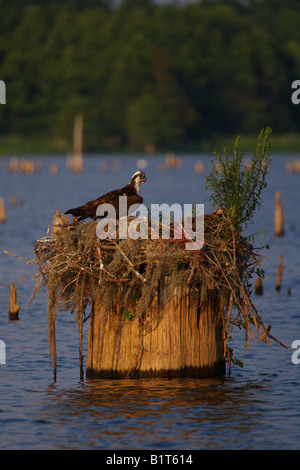 An Osprey keeps a watchful eye on its chicks from the top of a ...