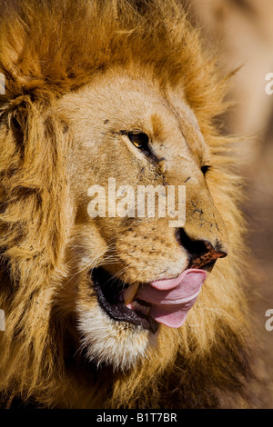Male Lion licking his lips Stock Photo - Alamy